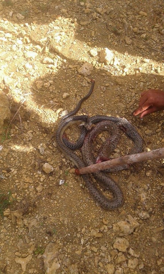 NEWS: KING COBRA ( Banakon) @ CATIGBI-AN, BOHOL , PHILIPPINES