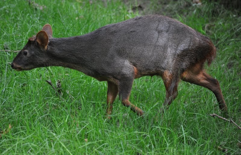 ZOOTOGRAFIANDO (6.100 ANIMALS): PUDÚ / SOUTHERN PUDU (Pudu puda)