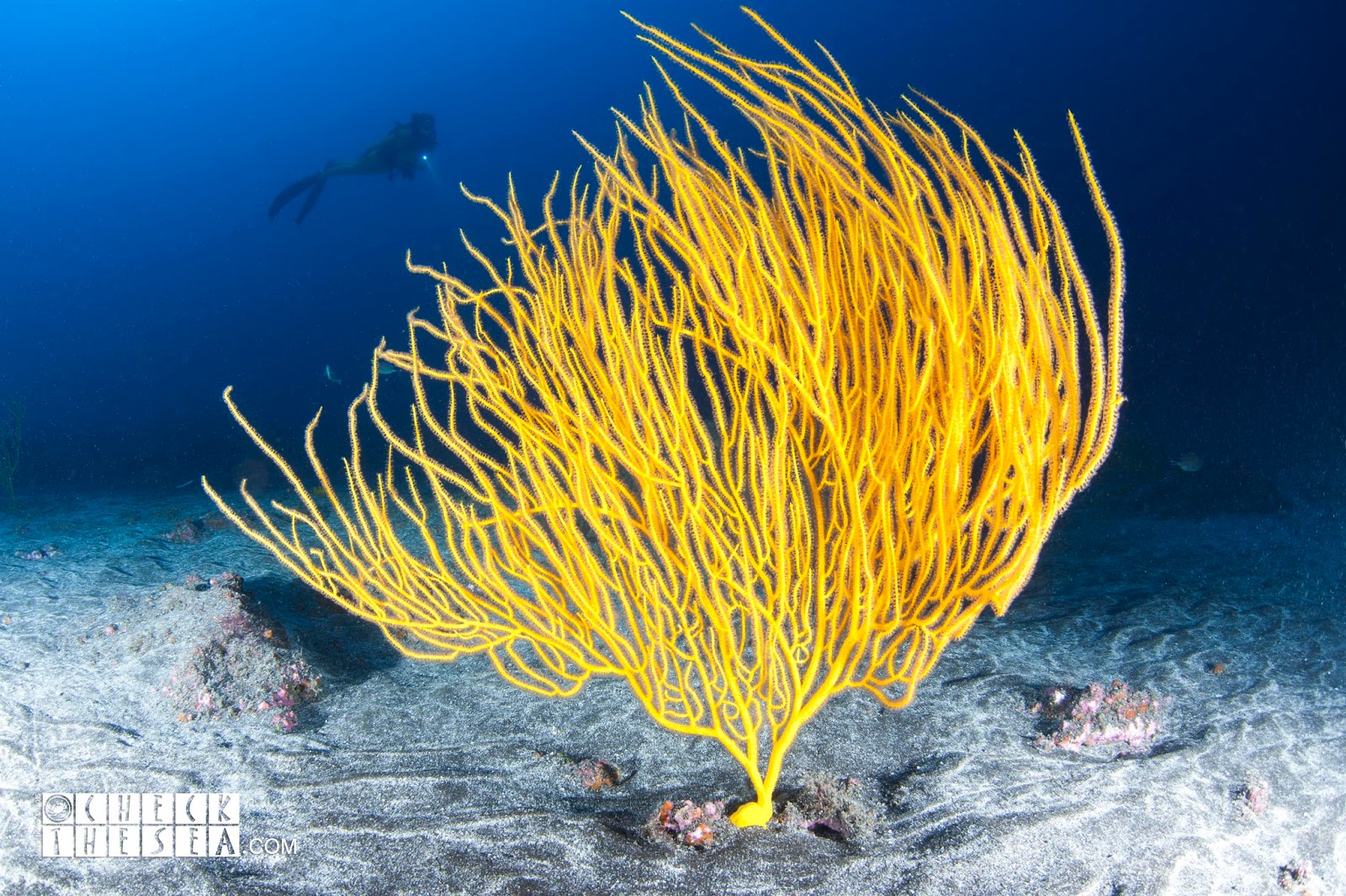 Check the Sea. Web de buceo y fotografía submarina de las Islas ...