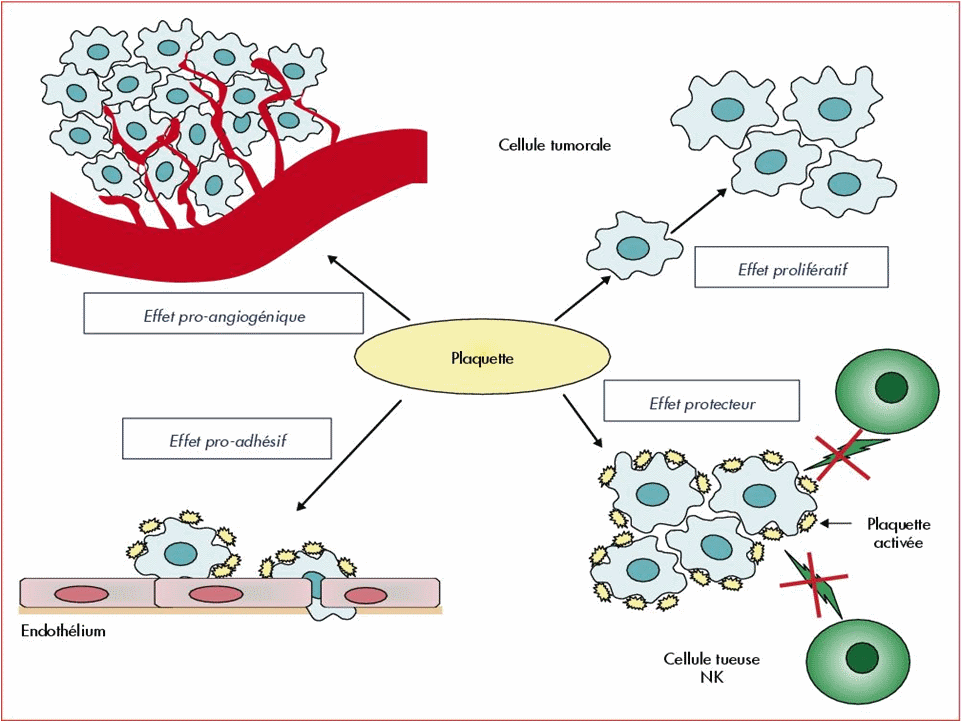 Les fonctions des plaquettes - BIOLOGIE MEDICALE