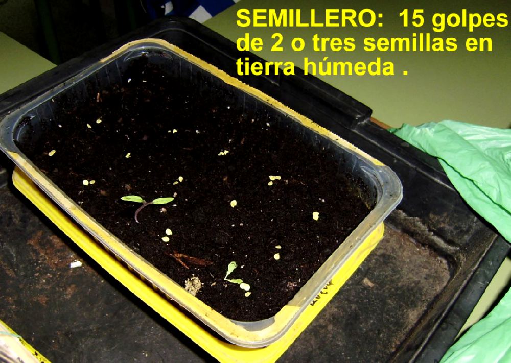 Huerto 2006 2016 .MIJAS (SPAIN): PARECE QUE POR FIN VA A LLOVER ...