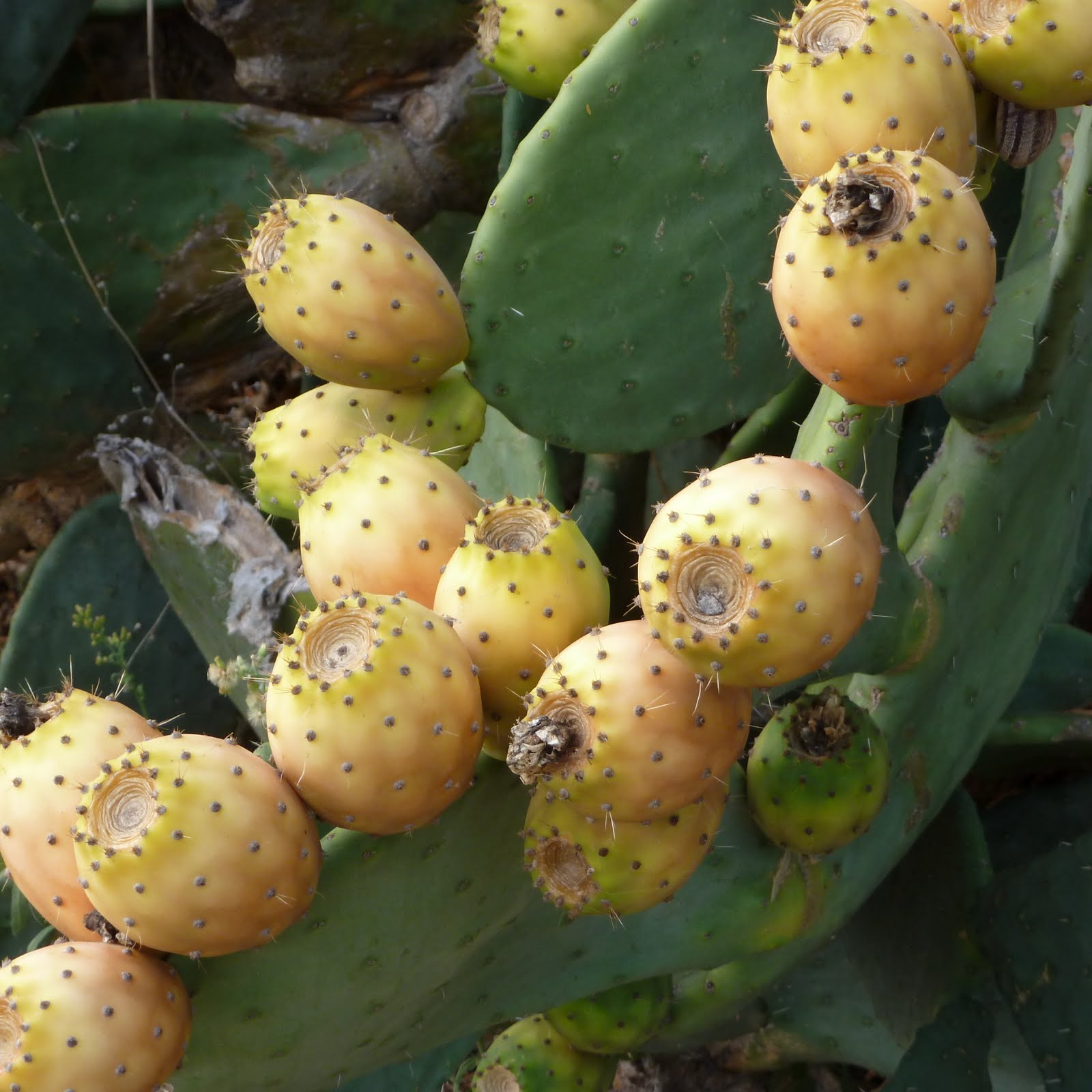 Kickcan Conkers Prickly Heat