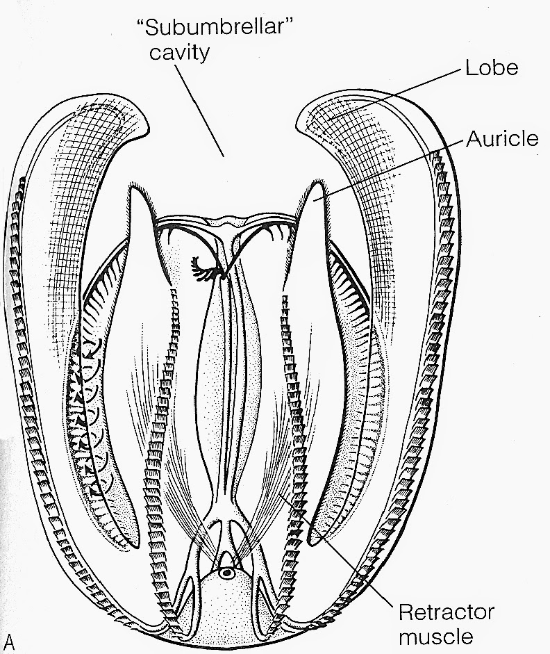 Invasive Species: Their Effects on Communities and Ecosystems.: The ...