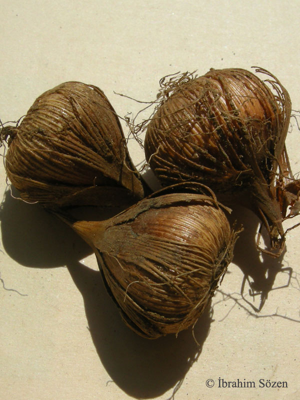 The Country Of Crocuses: Crocus candidus