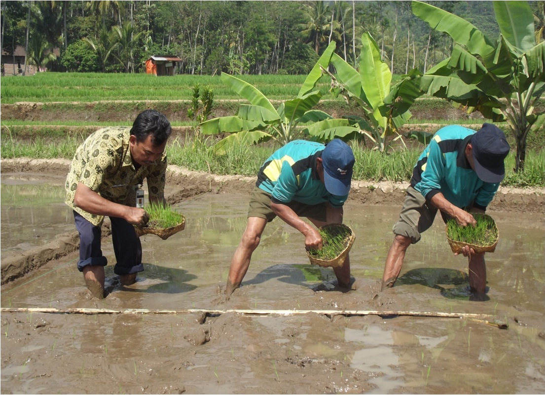 CARA PENANAMAN PADI - pemuda tani