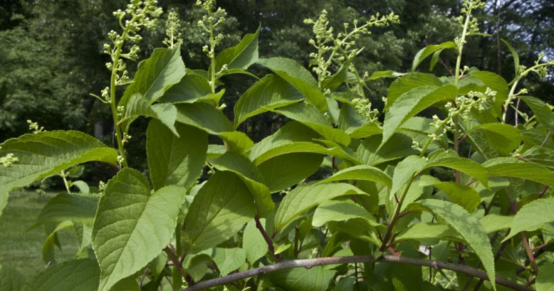 Lei gong teng: la planta medicinal china que mata el cáncer de páncreas ...