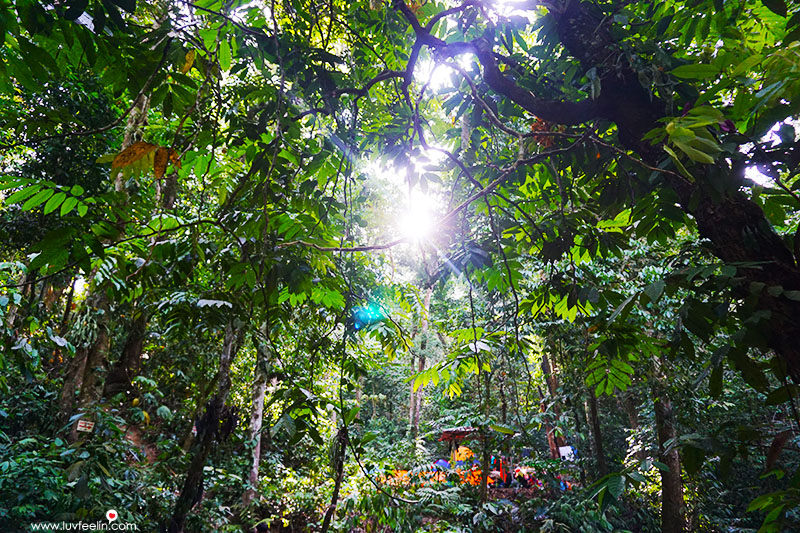 Gunung Nuang (Hulu Langat) 雪州最高峰之怒昂山我毕业啦！ - 乐飞翎 ♥ LUVFEELIN