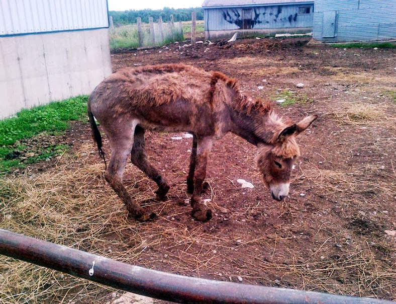 Four legged friends (and enemies): Help is at hand for six neglected ...