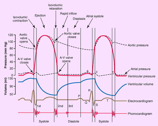 Fisiología de Omar Báez: Ciclo cardiaco
