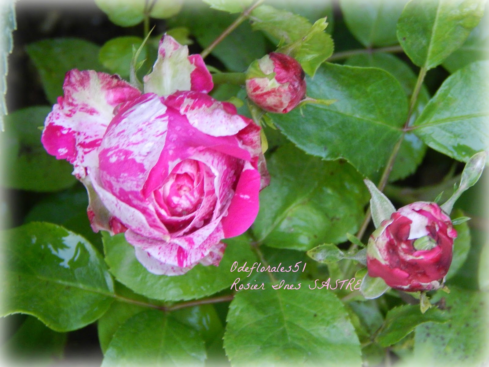 Beautés Florales : Rosier Ines SASTRE