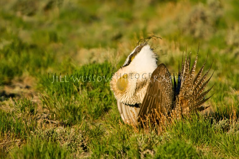 Sage Grouse Strut | Focusing on Wildlife