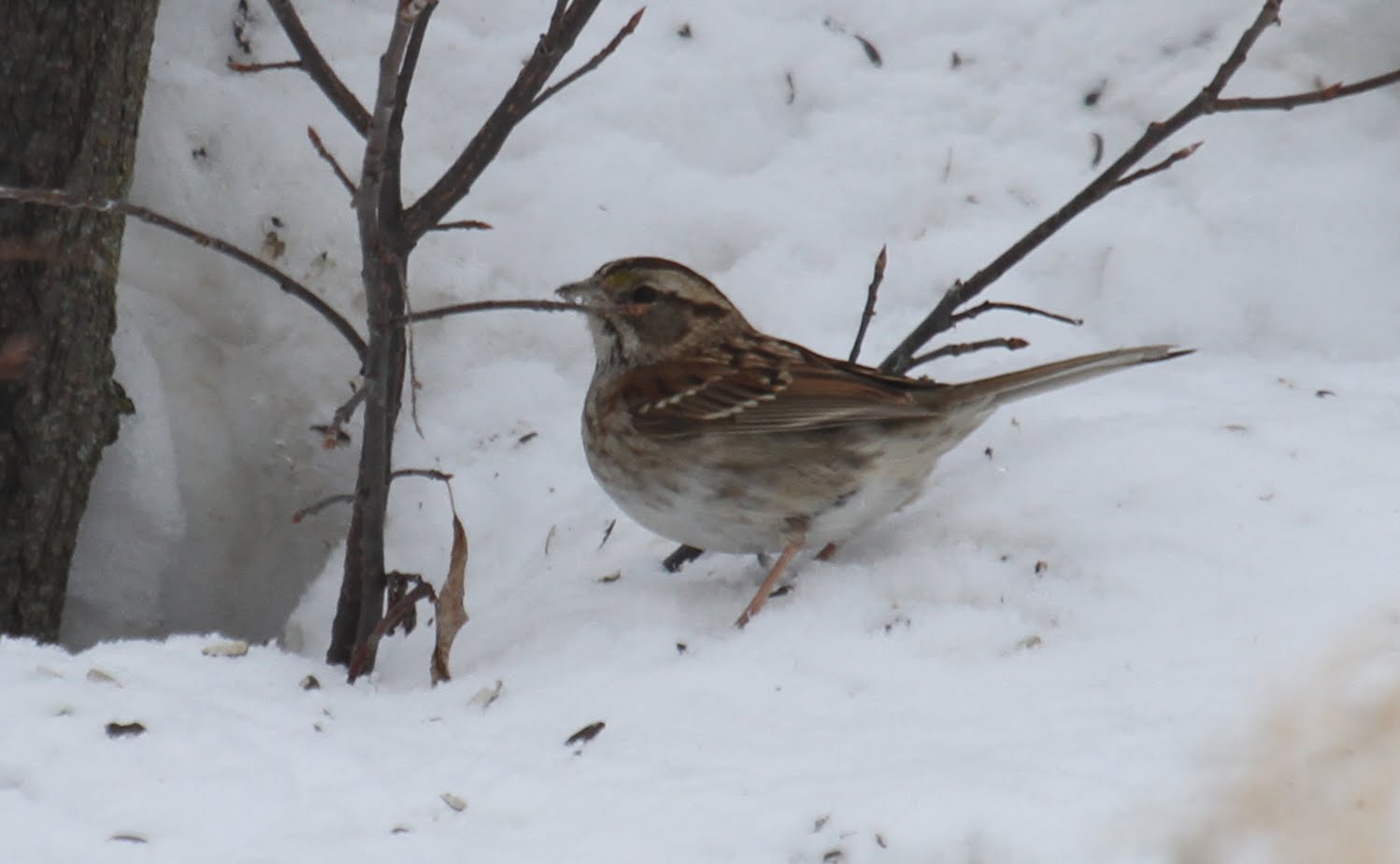 Graham's Birding Blog: January 2015
