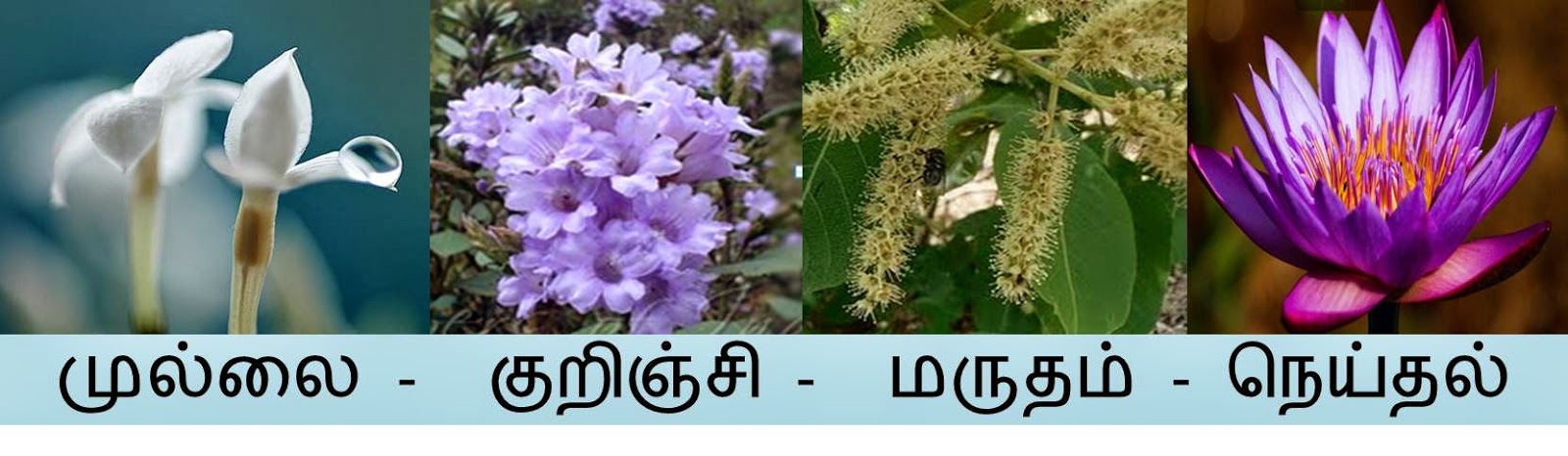 மாதவிப் பந்தல்: கல் தோன்றி மண் தோன்றா - தமிழ் டுபாக்கூர்?