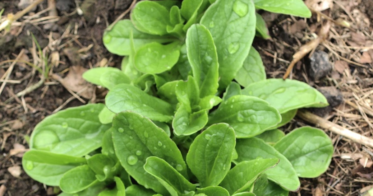 Raw Edible Plants: Lamb's Lettuce (Valerianella locusta)