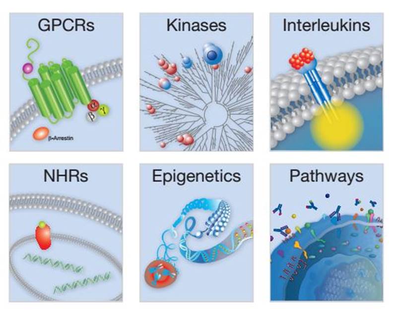 創薬のウラ話: No.74 Enzyme Fragment Complementation(EFC)技術