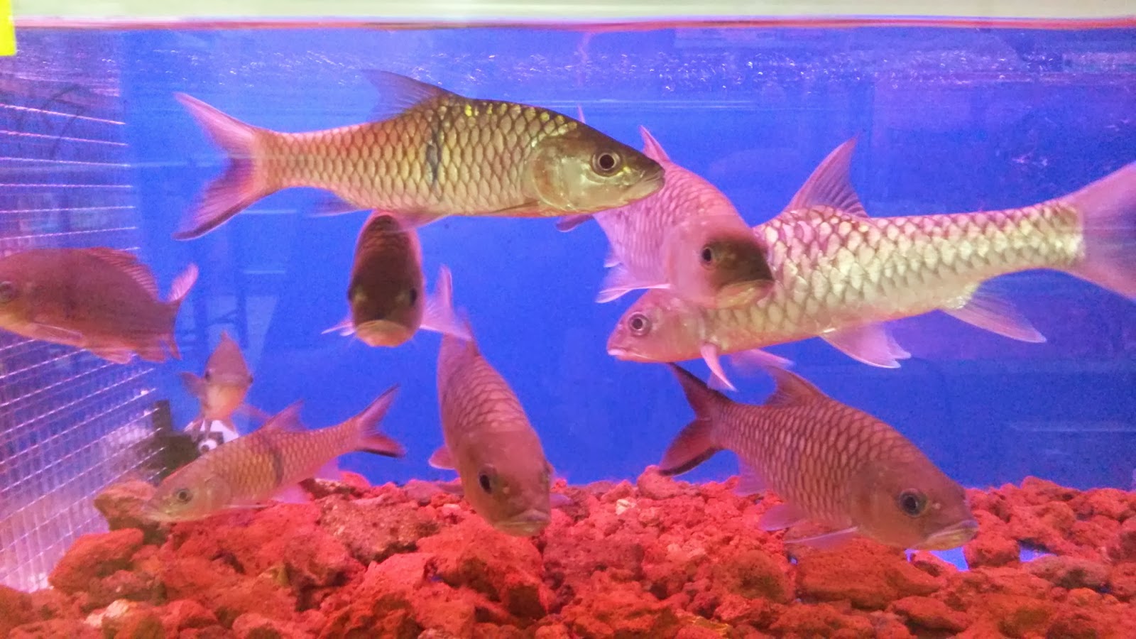 .: ikan sebarau sungai