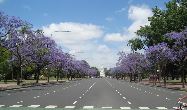 November in Buenos Aires, Jacaranda trees in bloom | My Buenos Aires ...