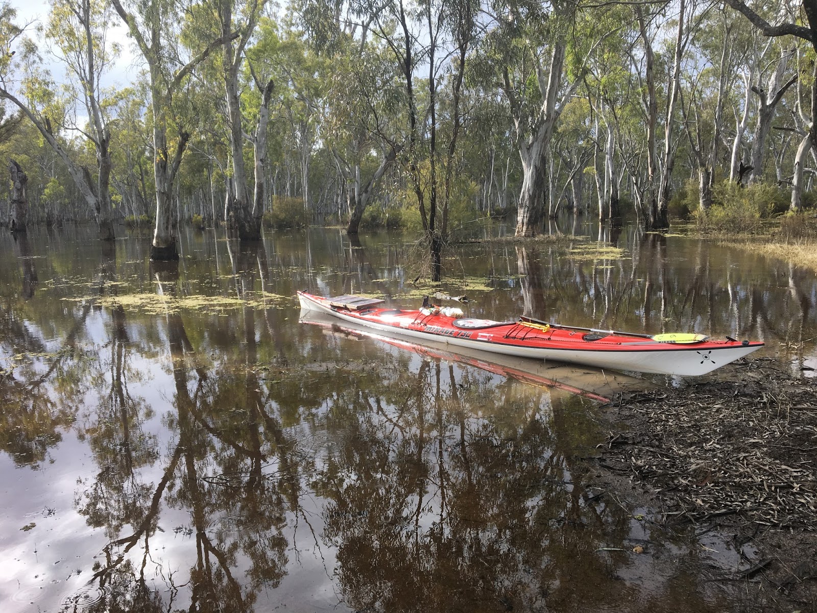 Murray River Kayak.: Murray River Paddle 2016 Day 11 Morning Glory to ...
