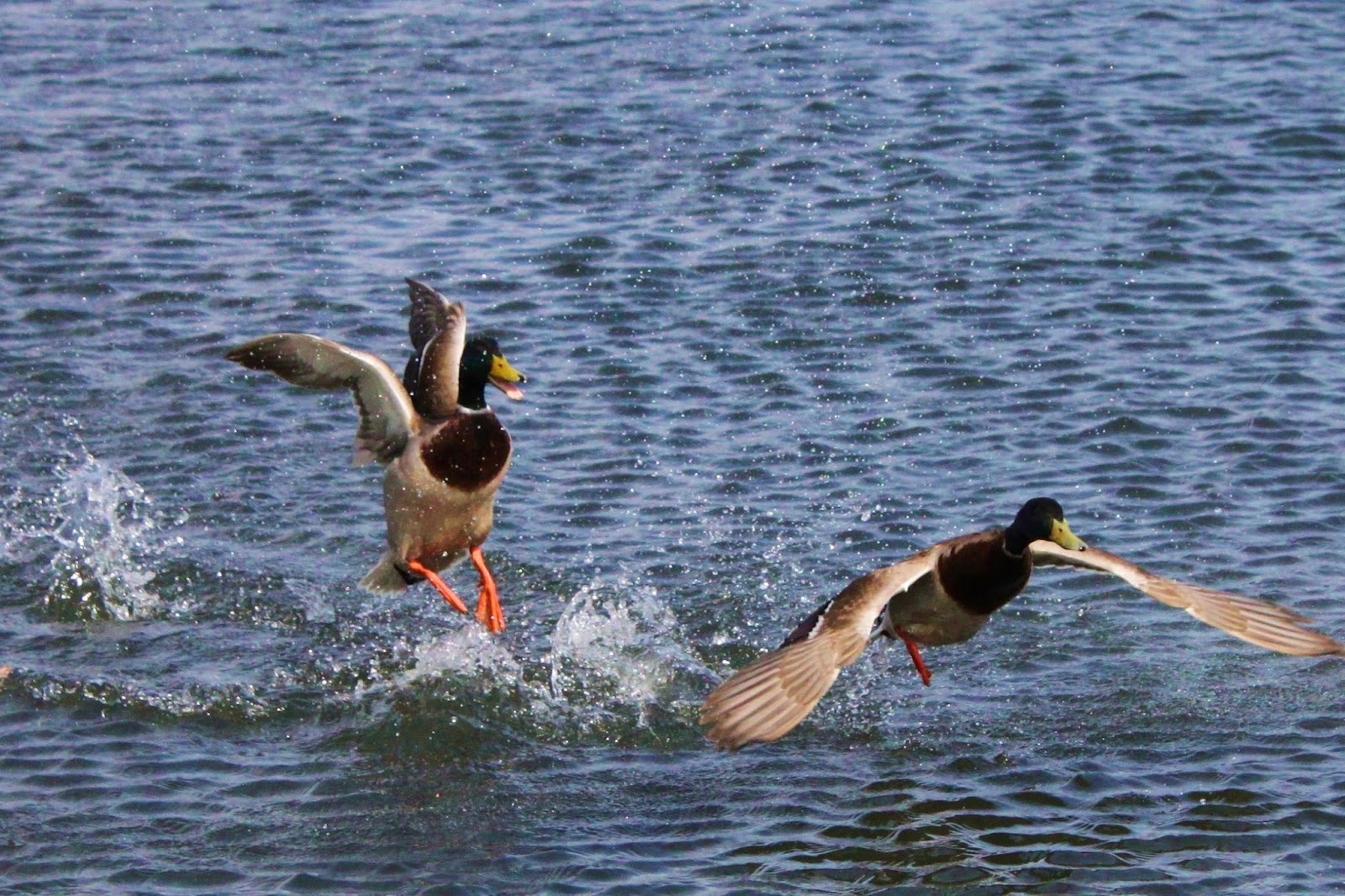 Mallard in red wine, herb and cream sauce - Arctic Cloudberry
