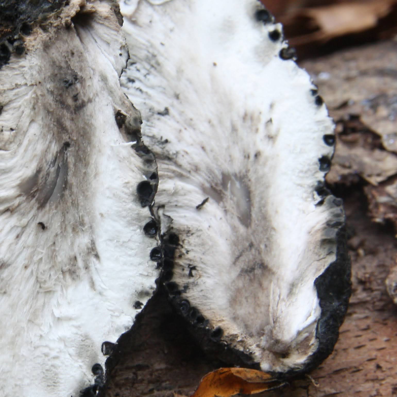 Guía de Setas y Hongos de Navarra.: Xylaria polymorpha (Pers.) Grev.