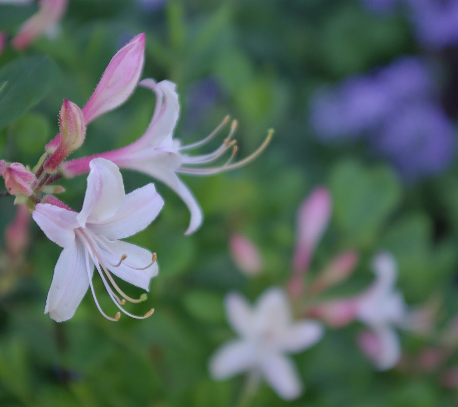 sweetbay: April 2010