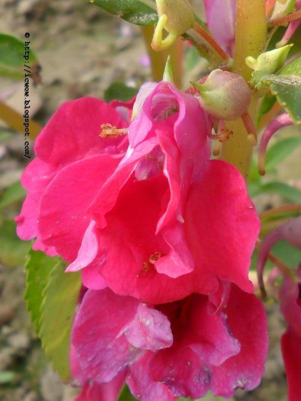Rose balsam - Impatiens balsamina