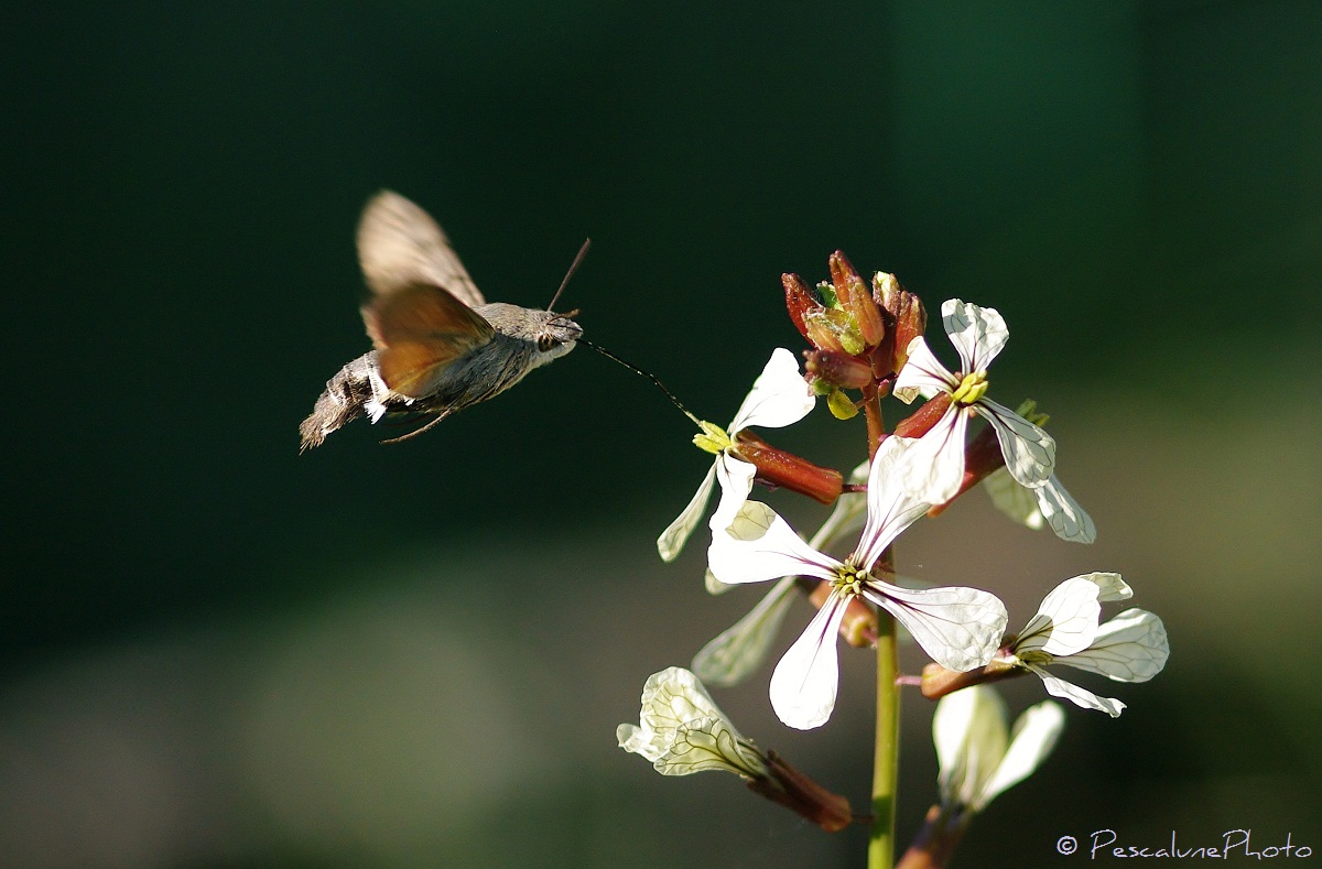 Pescalune Photo: Moro Sphinx (Macroglossum stellatarum), Hummingbird ...