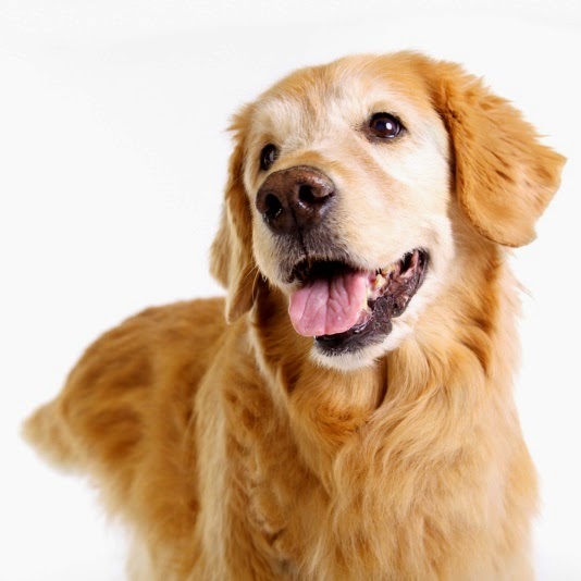 Conoce tu raza...El Golden Retriever - Club Mascodín