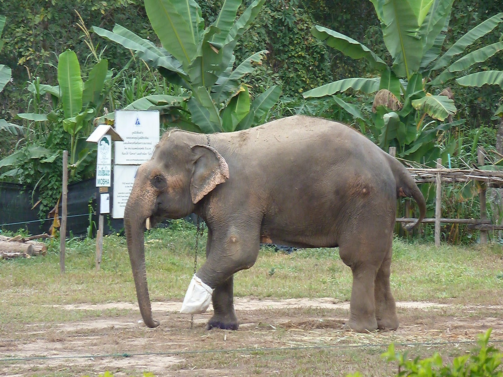 Much Ado About Us: Elephant Hospital & Thai Elephant Conservation Center