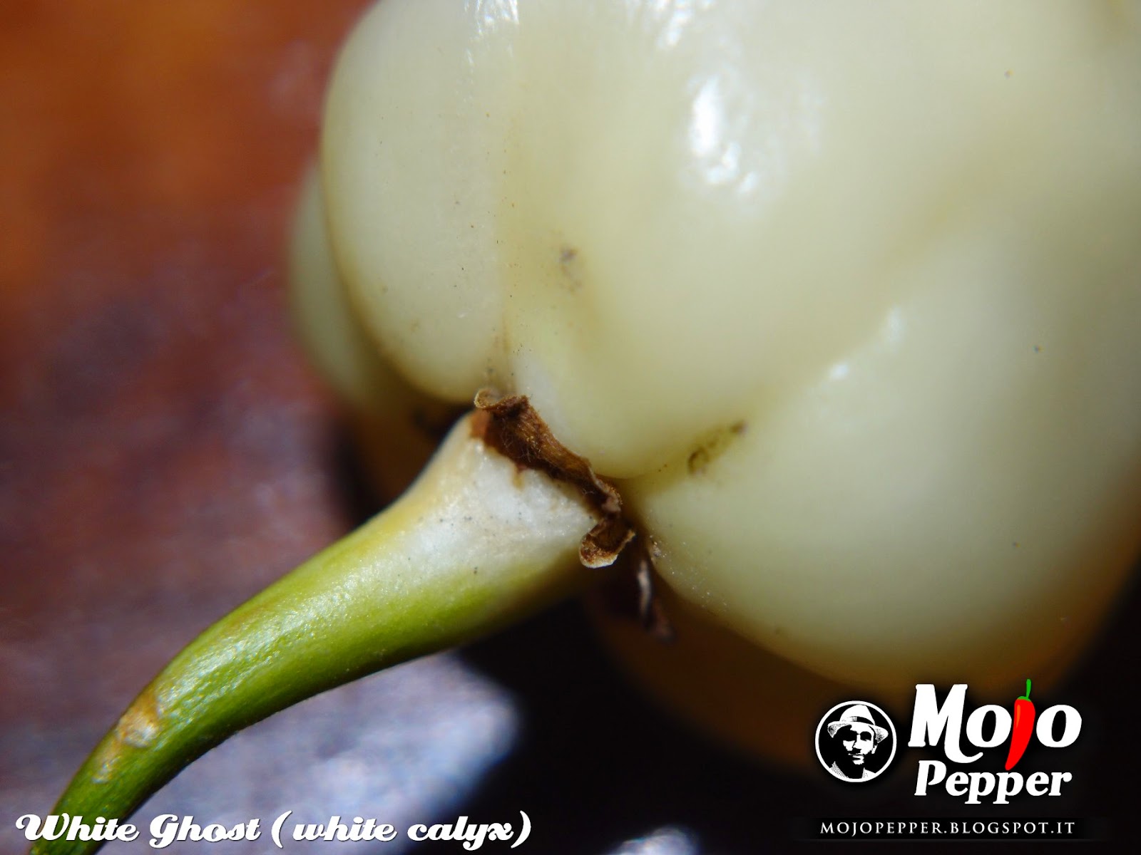 The Mojo Pepper - Just a Chili Pepper grower: White Ghost chili pepper ...