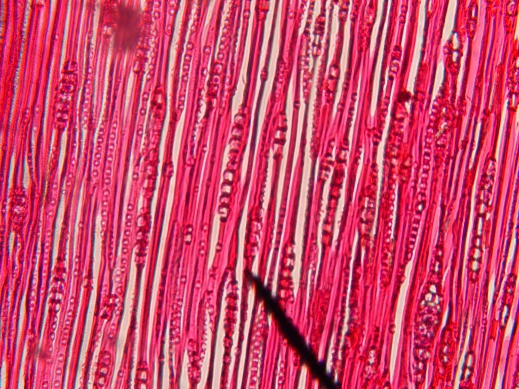 Bio Geo Nerd: Plant Cell Wall Lab