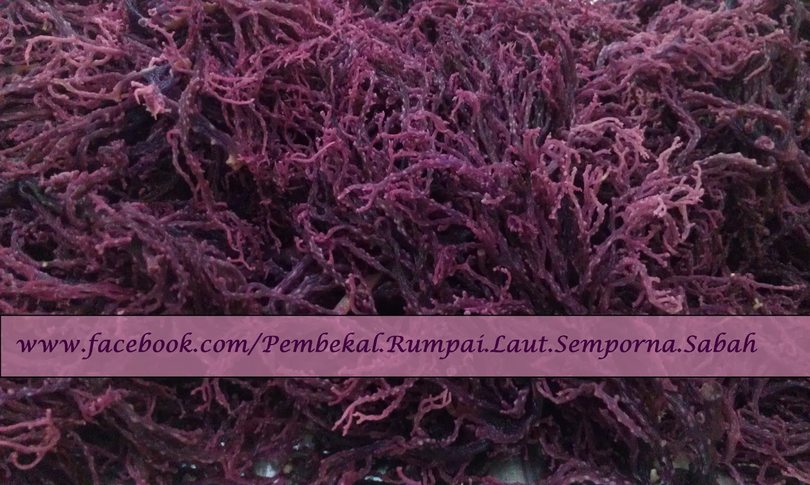 Pembekal Rumpai Laut Semporna Sabah Malaysia: Proses Rumpai Laut ~ Gred ...