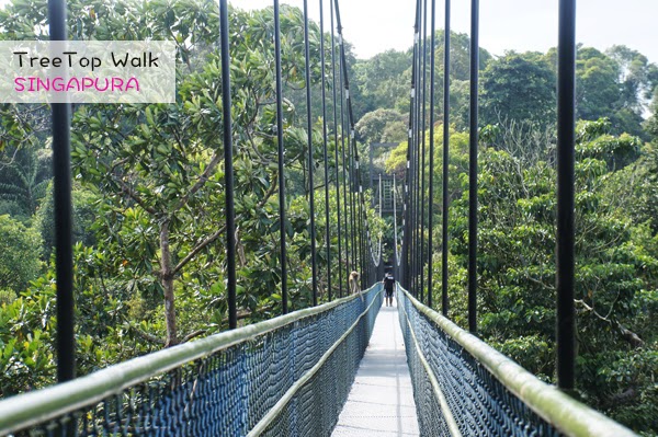HEAVEN'S AT THE END OF THE WORLD: Tree Top Walk, Macritchie Reservoir ...