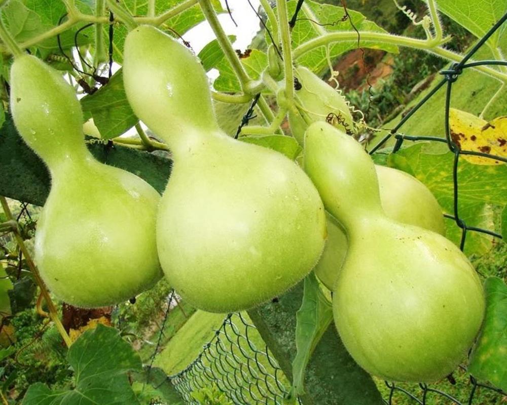 PLAAN : Calabaza - Lagenaria Vulgaris