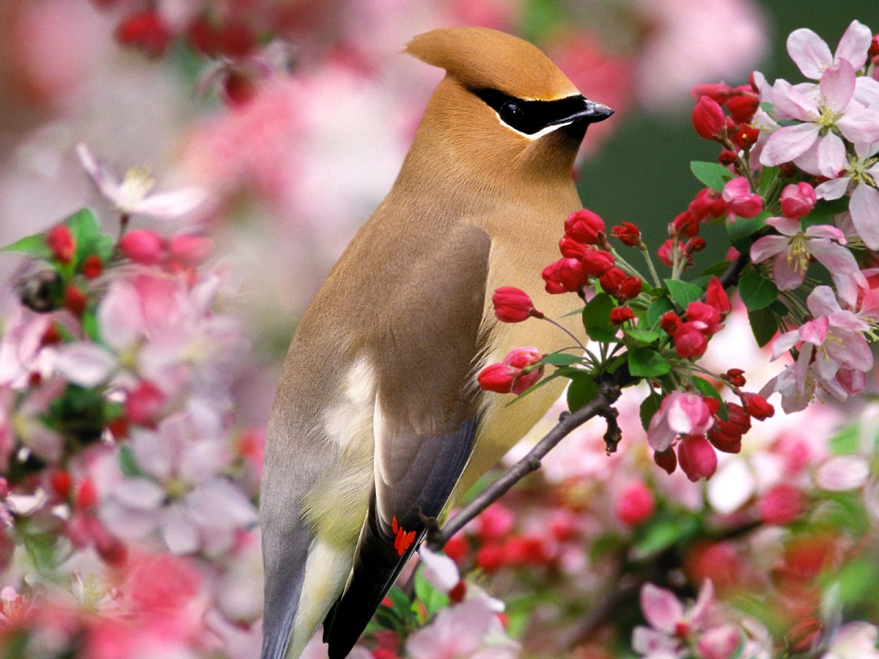 Bird Photos and Information