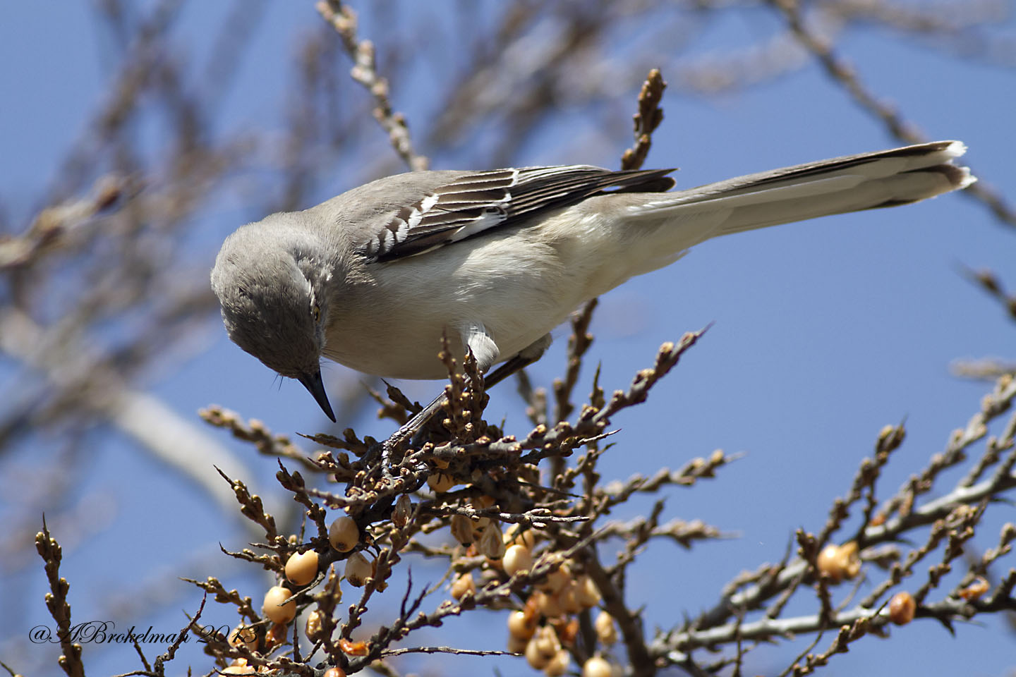 Ann Brokelman Photography: Mockingbird - a pair gathering nesting ...