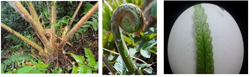 Embryophytas: Pteridophytas