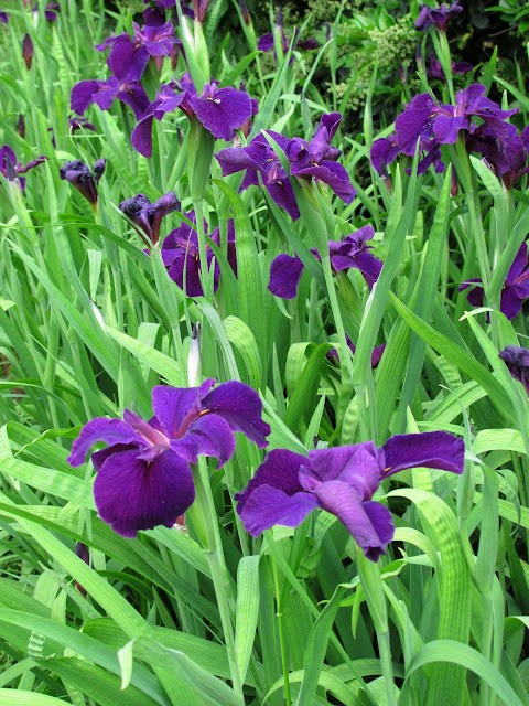 En el jardin: Iris o lirios, todos espectaculares.