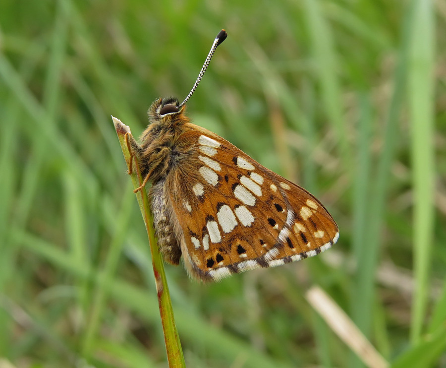 Trittiford mill pond and Birding adventures from near and afar ...
