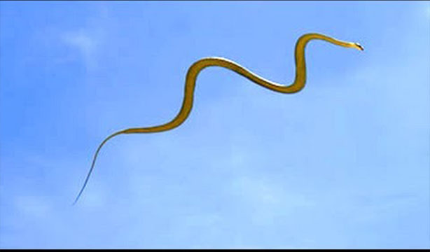 Snake Can Fly-Strange Video Clip