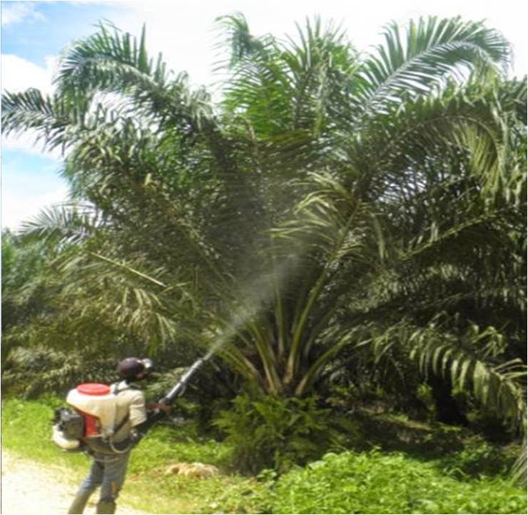 Membangun Perkebunan Kelapa Sawit: Hama Ulat Api Susica Malayana