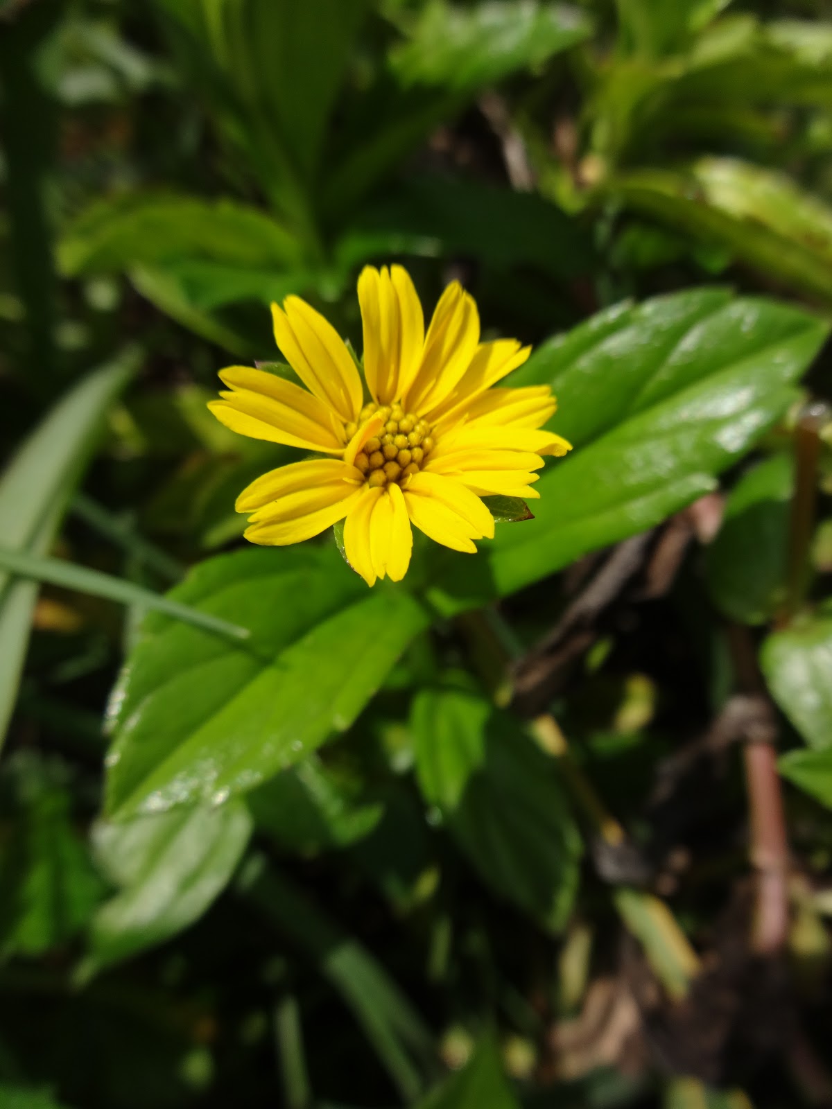 Herbs from Distant Lands: Wedelia - Wedelia chinensis - trilobata ...