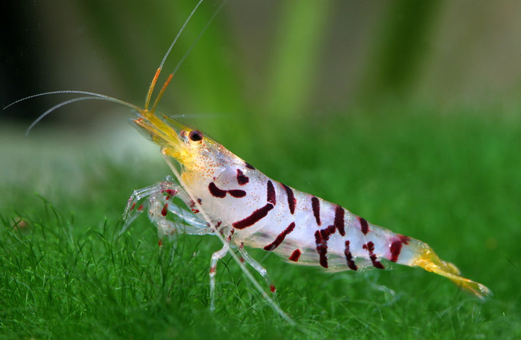 Gambamania: Variedades de Caridina cantonensis