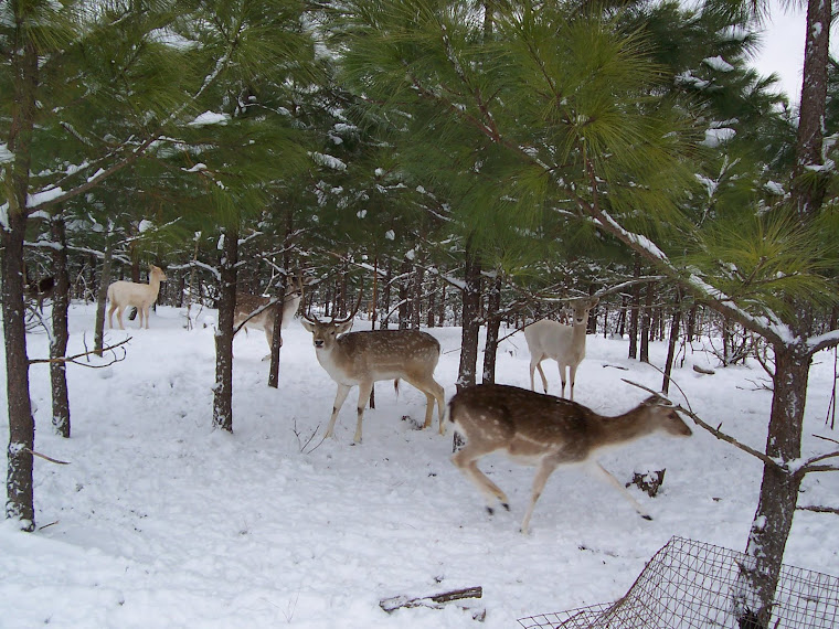 Virginia Fallow Deer: Fallows and diseases