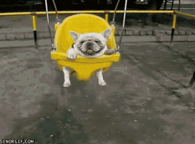 The 10 Coolest GIFs of Animals Enjoying Swing | Best Gif Moments