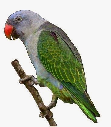 Tajaring, kembaran Lovebird asli Indonesia | Balad Gacor