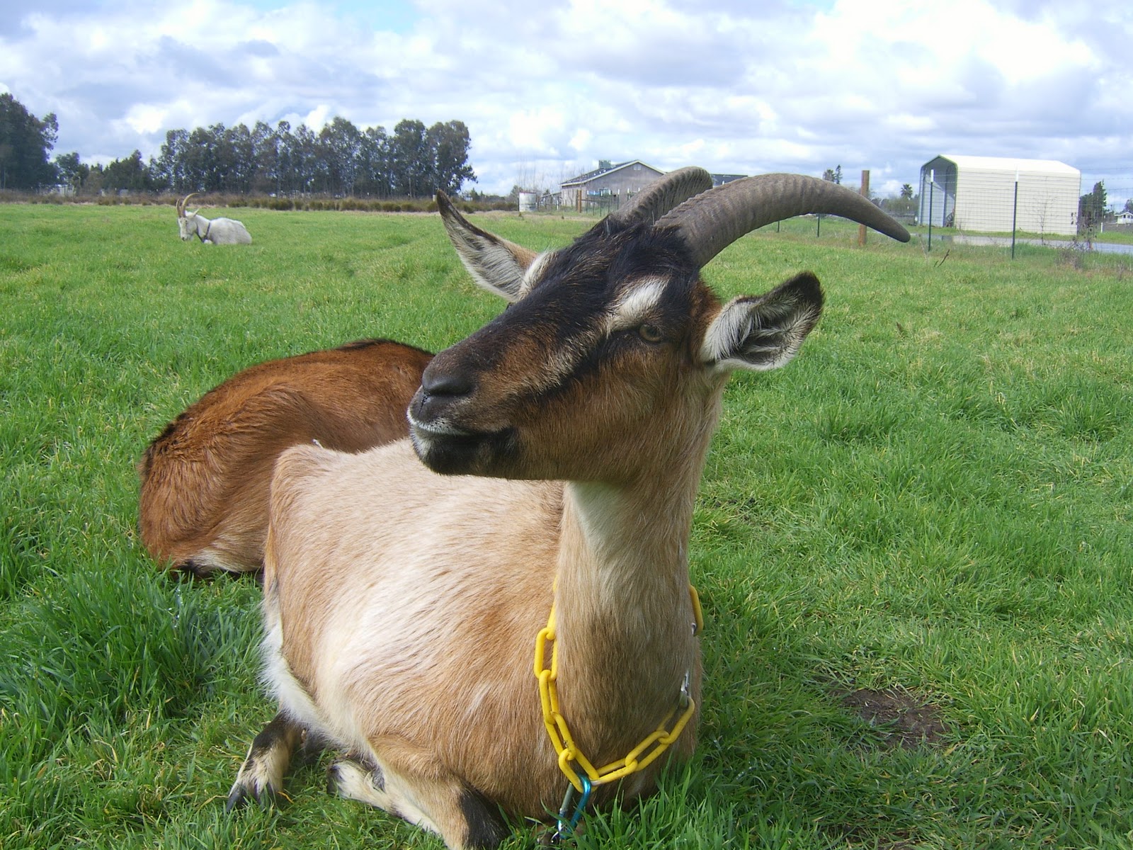 Sierra Pack Goats Blog: Here are the current four goats which make up ...
