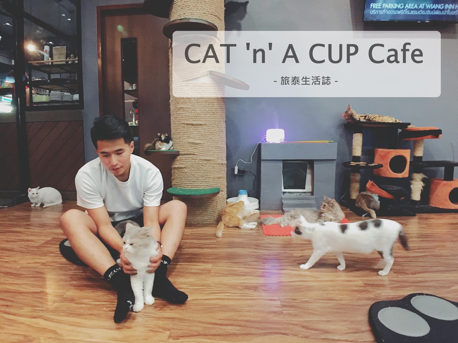 旅泰生活誌 : 清萊 Chiang Rai 貓奴瞬間降伏! 與喵星人的甜蜜時光 CAT 'n' A CUP Cafe