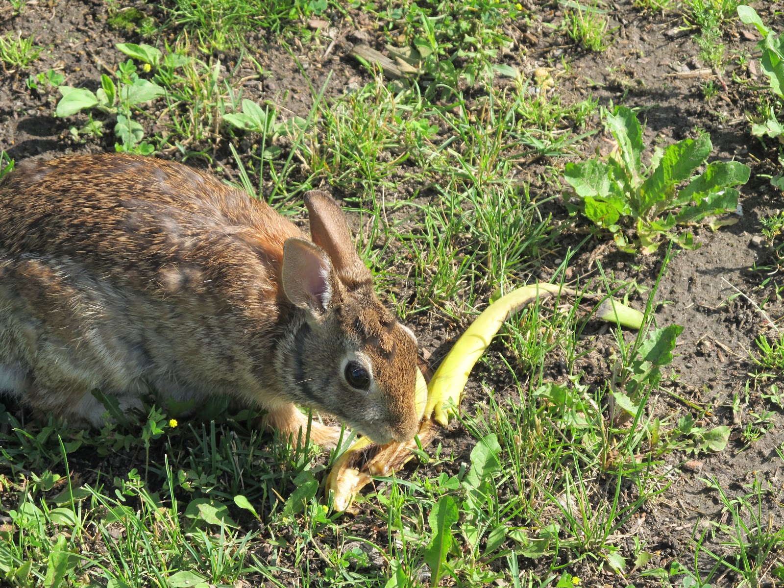 David Scrimshaw's Blog: Bunny with Banana
