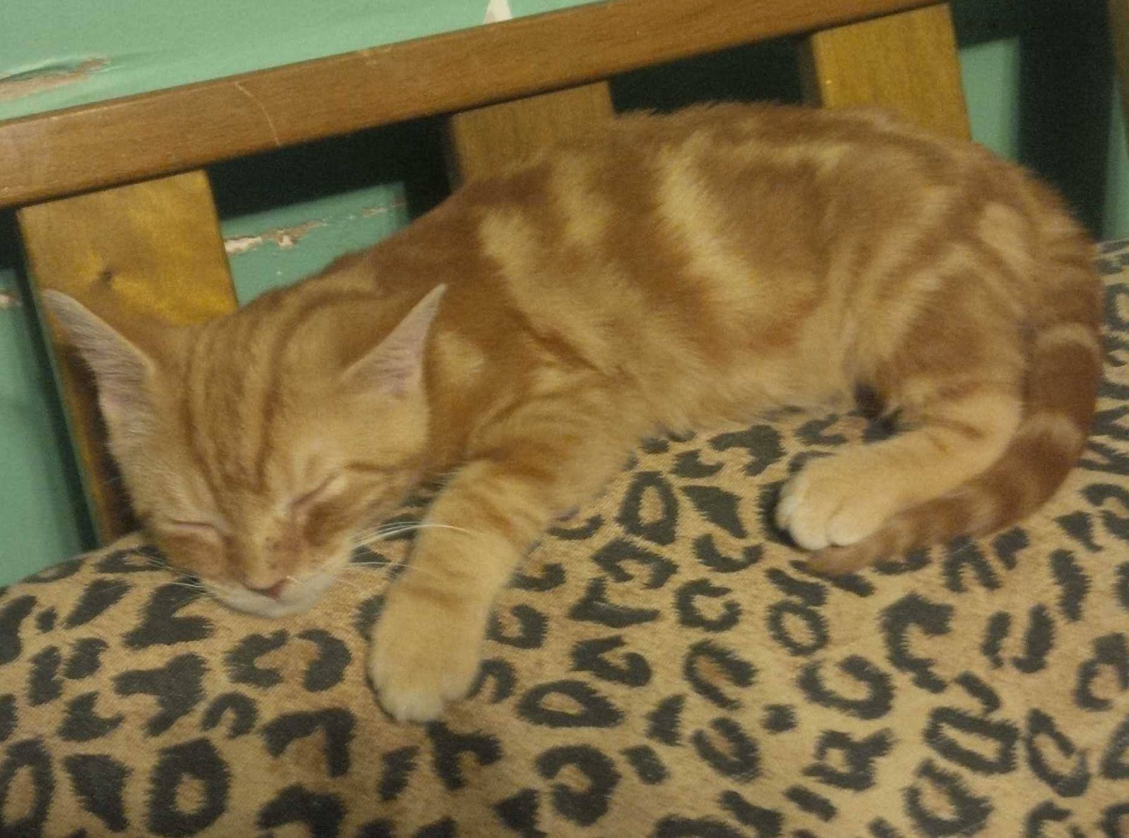 Jeannette's take on life: GINGER CAT NAMED SPUNKY HE IS A MALE BEATIFUL ...